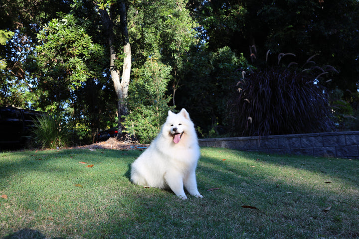 Hakuna Pets | Freedom To Roam! – Hakuna Pets AU