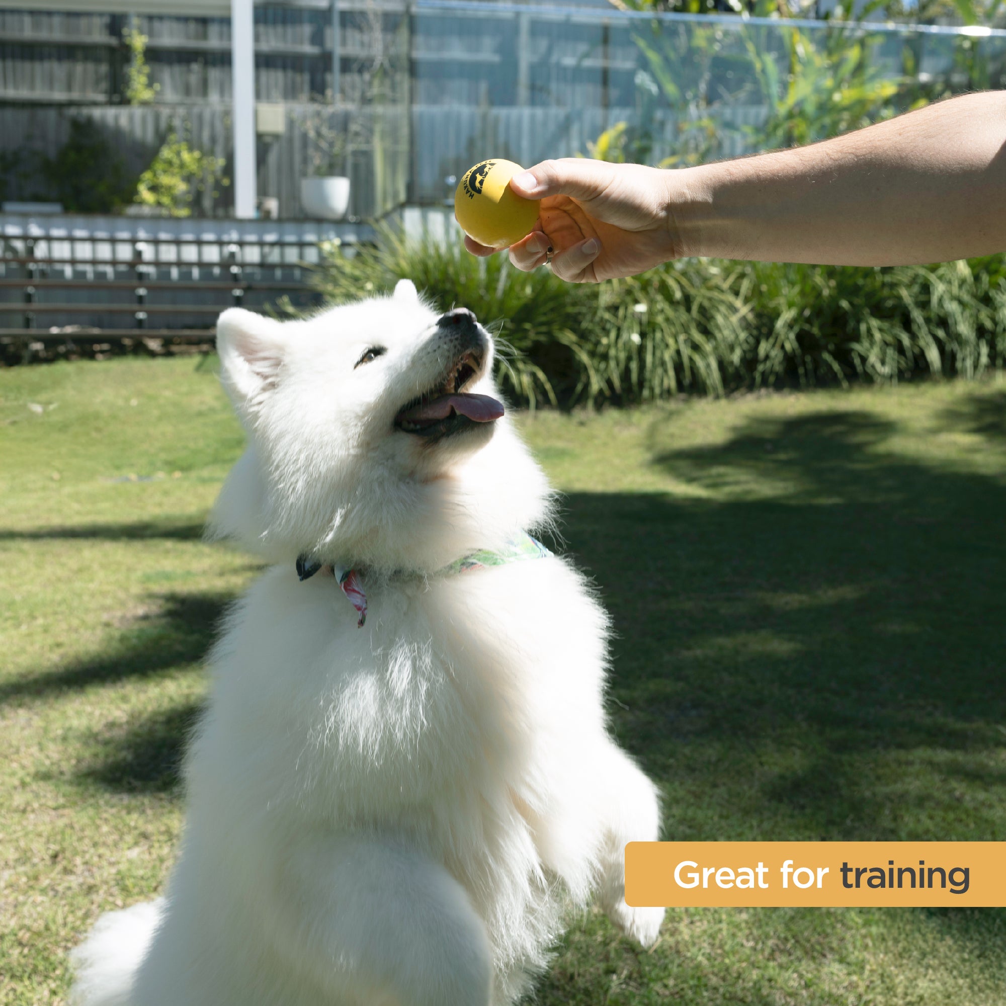 High Bounce Ball – Hakuna Pets AU