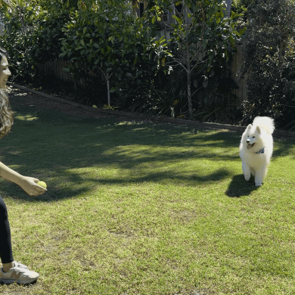 High Bounce Ball – Hakuna Pets AU